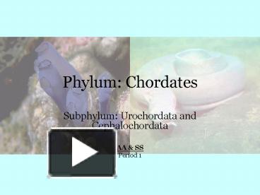 PPT – Phylum: Chordates PowerPoint presentation | free to view - id ...