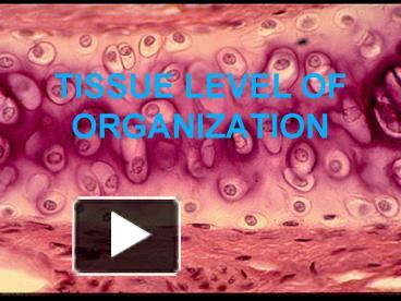 PPT – TISSUE LEVEL OF ORGANIZATION PowerPoint presentation | free to ...
