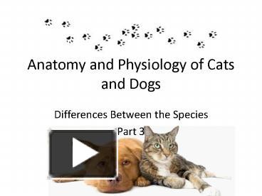 Anatomy and Physiology of Cats and Dogs presentation | free to download