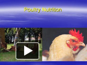 Poultry Nutrition presentation | free to view
