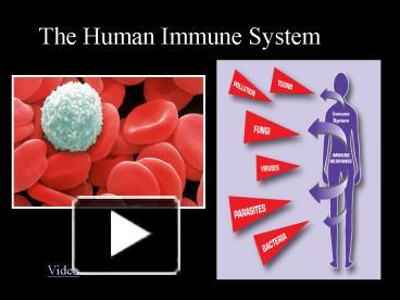 The Human Immune System presentation | free to view