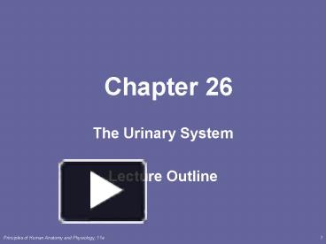 PPT – The Urinary System PowerPoint presentation | free to view - id ...