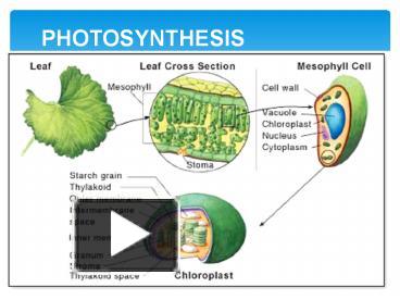 PHOTOSYNTHESIS presentation | free to download
