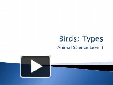 Birds: Types presentation | free to download