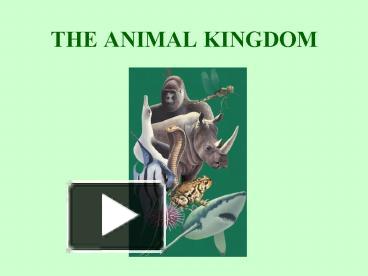 PPT – THE ANIMAL KINGDOM PowerPoint presentation | free to download ...