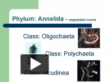 PPT – Phylum: Annelida - segmented worms PowerPoint presentation | free to view - id: 6ea53f-OTljO