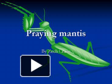 Praying mantis presentation | free to view