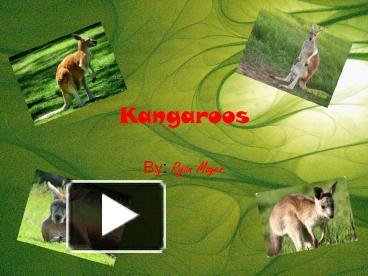 Kangaroos presentation | free to view
