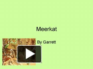 Meerkat presentation | free to view