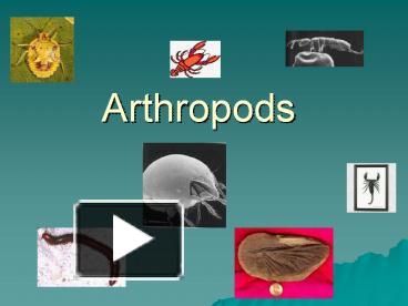 PPT – Arthropods PowerPoint presentation | free to view - id: 6f3696-M2ExM