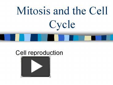 PPT – Mitosis and the Cell Cycle PowerPoint presentation | free to view ...