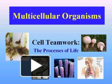 PPT – Multicellular Organisms PowerPoint presentation | free to view - id: 6fa495-Y2U0M