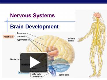 PPT – Nervous Systems PowerPoint presentation | free to view - id ...