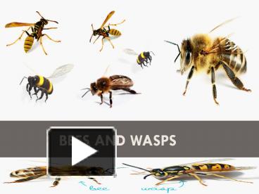 Bees and Wasps presentation | free to download