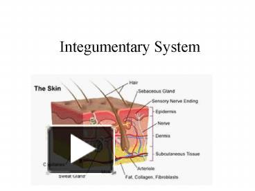 Integumentary System presentation | free to download
