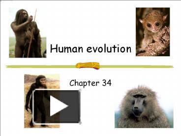 Human evolution presentation | free to download