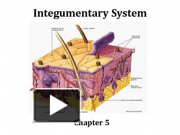 PPT – Integumentary System PowerPoint presentation | free to view - id ...