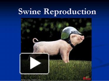 Swine Reproduction presentation | free to download