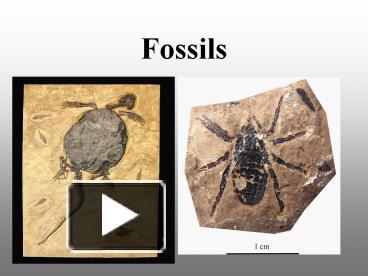 PPT – Fossils PowerPoint presentation | free to view - id: 71163e-YTdkN