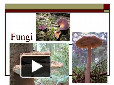 Fungi presentation | free to view