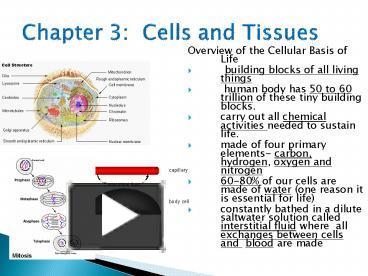PPT – Overview of the Cellular Basis of Life PowerPoint presentation ...