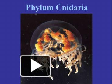 PPT – Phylum Cnidaria PowerPoint presentation | free to view - id ...
