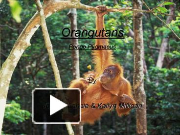 Orangutans presentation | free to view