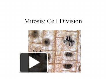 PPT – Mitosis: Cell Division PowerPoint presentation | free to download ...