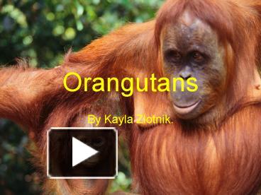 Orangutans presentation | free to view