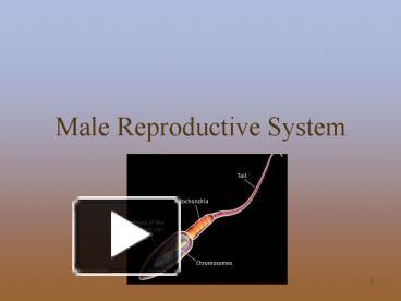 PPT – Male Reproductive System PowerPoint presentation | free to ...