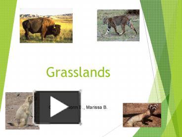 PPT – Grasslands PowerPoint presentation | free to view - id: 71a200-OWViZ