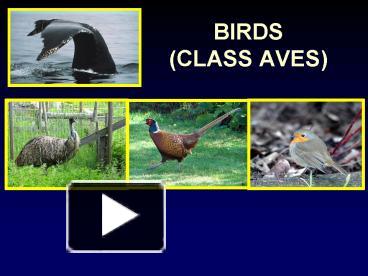 BIRDS CLASS AVES presentation | free to view