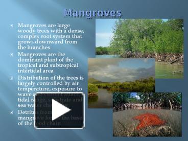 Mangroves presentation | free to view