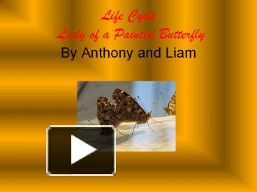 PPT – Life Cycle Lady of a Painted Butterfly By Anthony and Liam ...