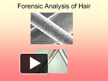 Forensic Analysis of Hair presentation | free to view