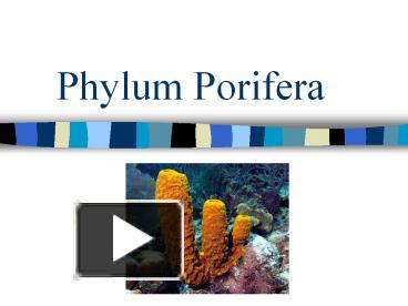PPT – Phylum Porifera PowerPoint presentation | free to view - id ...