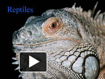 Reptiles presentation | free to view