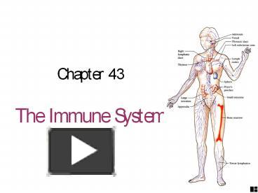 The Immune System presentation | free to download