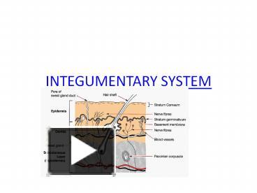 INTEGUMENTARY SYSTEM presentation | free to view