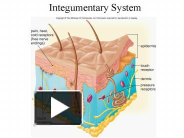 Integumentary System presentation | free to view