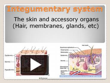 Integumentary system presentation | free to download