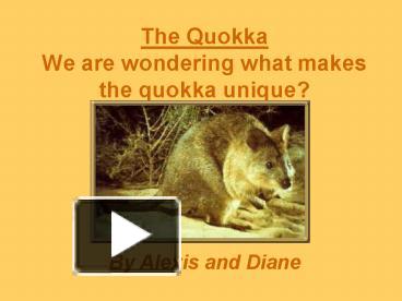 The Quokka We are wondering what makes the quokka unique? presentation ...