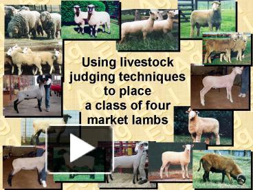 Using livestock judging techniques to place a class of four market ...