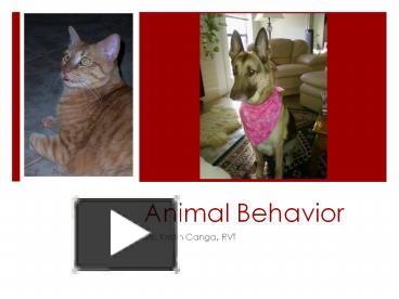 PPT – Animal Behavior PowerPoint presentation | free to download - id ...