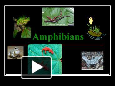 Amphibians presentation | free to view