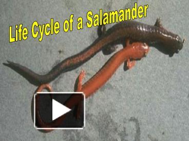 Life Cycle of a Salamander presentation | free to view