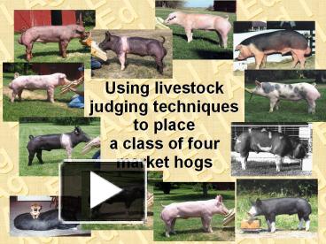 Using livestock judging techniques to place a class of four market hogs ...