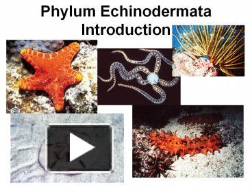 Phylum Echinodermata Introduction presentation | free to view