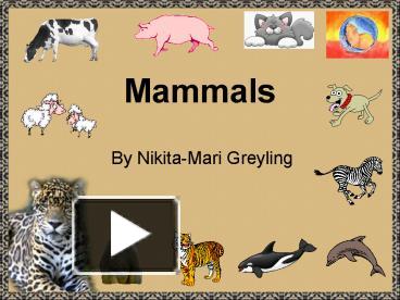 PPT – Mammals PowerPoint presentation | free to view - id: 74881-NjZmZ