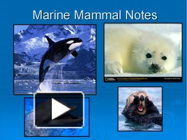 Marine Mammal Notes presentation | free to download